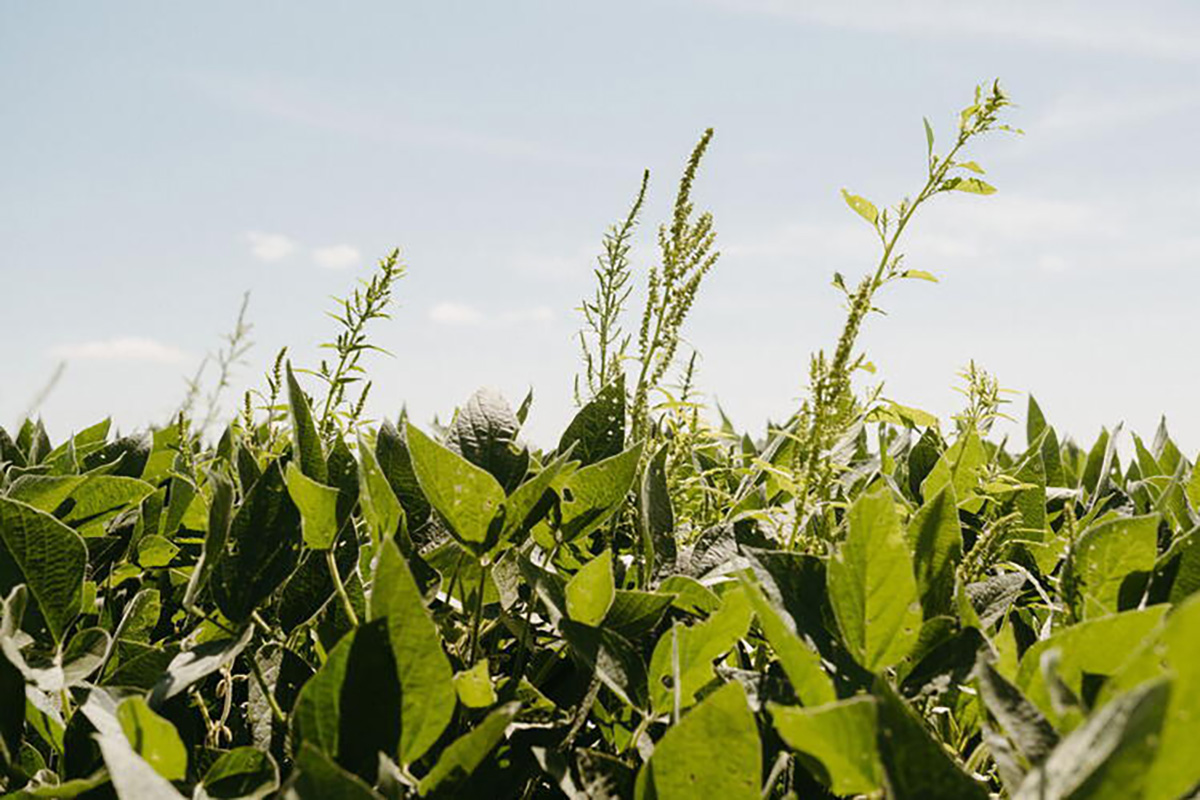 Will agricultural weeds finally claim the upper hand in a changing climate? | Crops | Illinois ...
